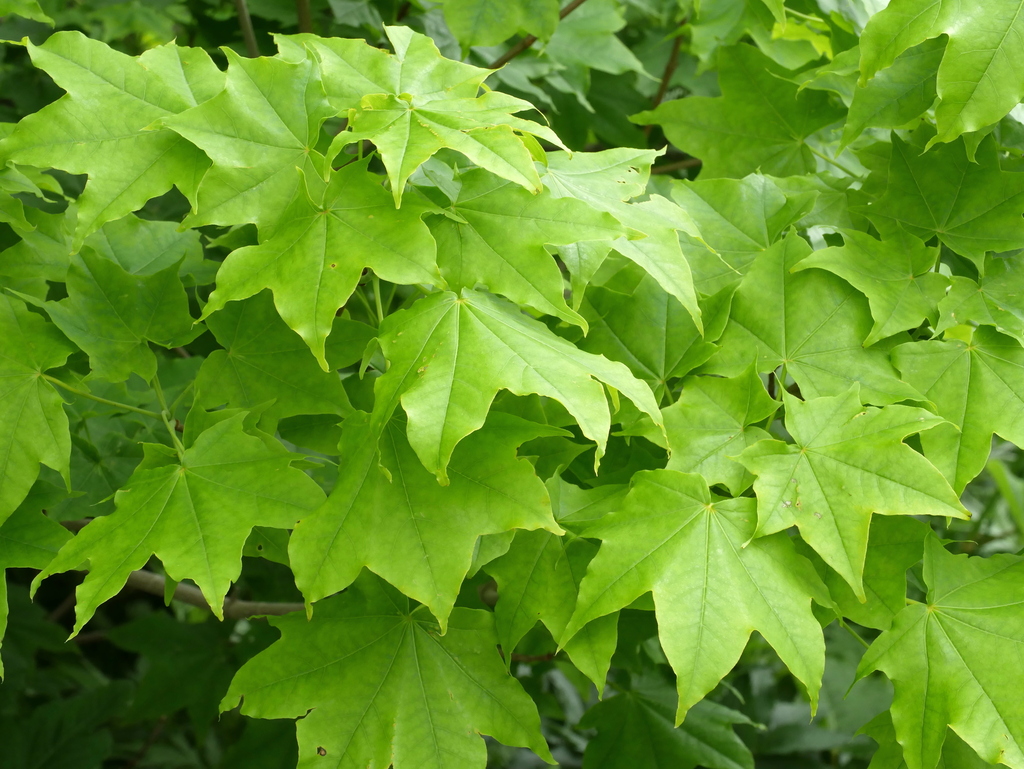 Mono Maple from Kafukamura, Rebun, Rebun District, Hokkaido 097-1201日本 ...