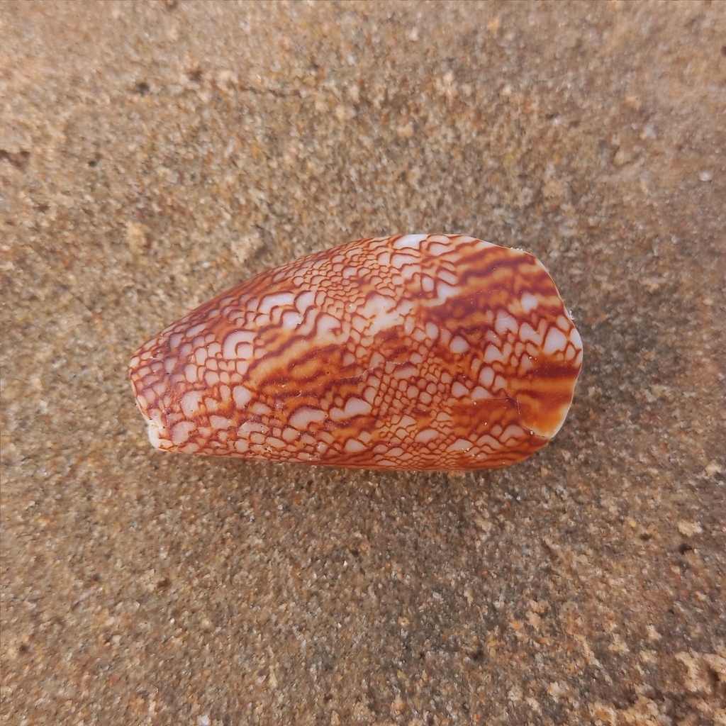 Textile Cone from Q943+PF8, Kambalakonda Eco Tourism Park ...