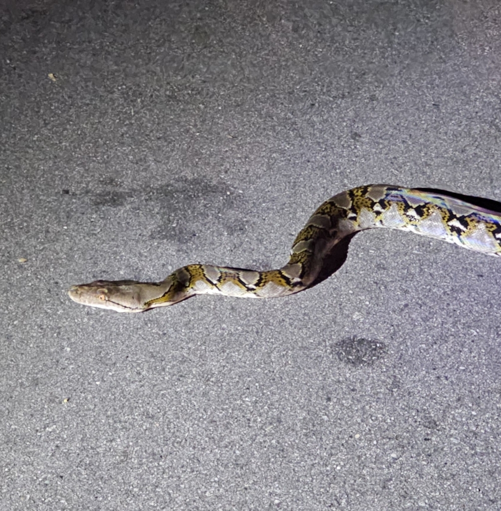 Reticulated Python from North, SG on January 22, 2024 at 11:53 PM by ...