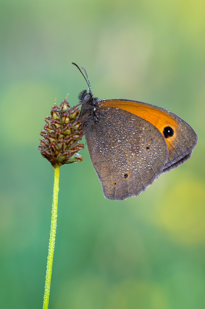 Meadow Brown from 53 Troisdorf, Deutschland on July 14, 2013 at 06:29 ...
