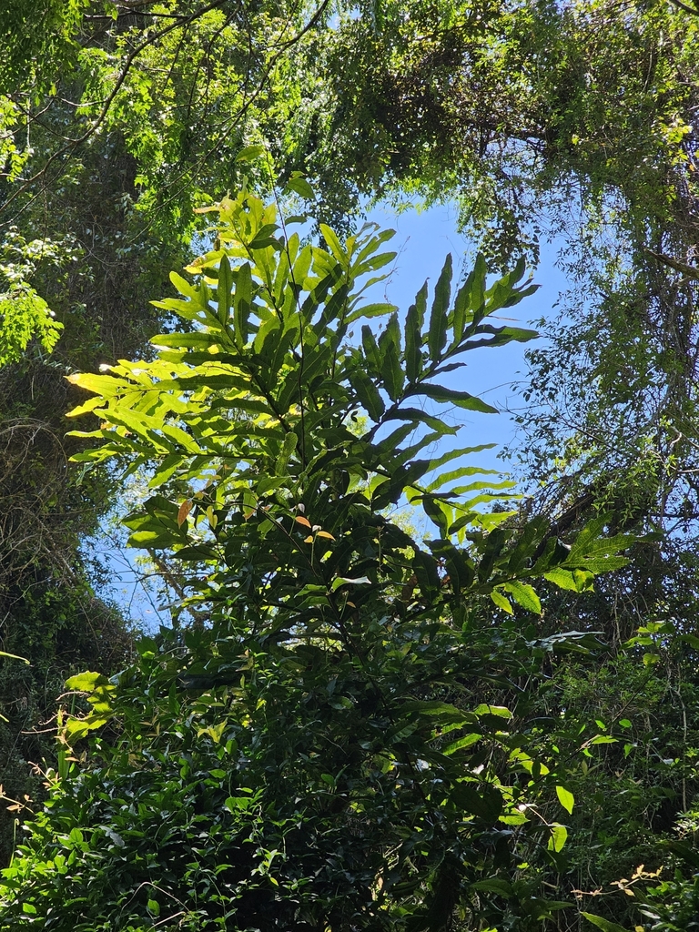 Red Bopple Nut from Currumbin Valley QLD 4223, Australia on January 22 ...