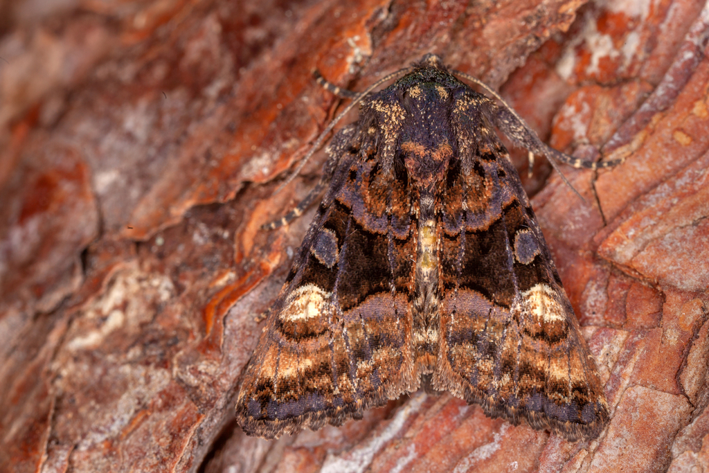 Small Angle Shades from 94136 Thyrnau, Deutschland on May 6, 2023 at 08 ...