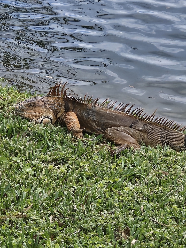Green Iguana from Miami, FL 33174, USA on January 22, 2024 at 01:21 PM ...