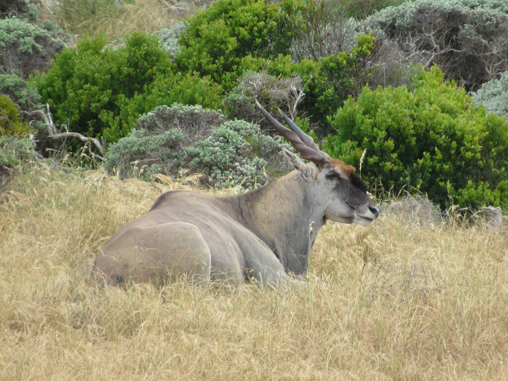 Cape Eland from Punta del Cabo, Cdad. del Cabo, Sudáfrica on November ...