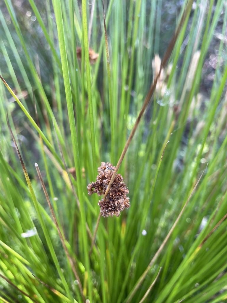 Soft Rush from Royal Oaks, CA, US on September 25, 2023 at 01:43 PM by ...