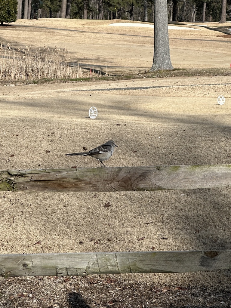 Northern Mockingbird from Horsepen Rd, Henrico, VA, US on January 22 ...