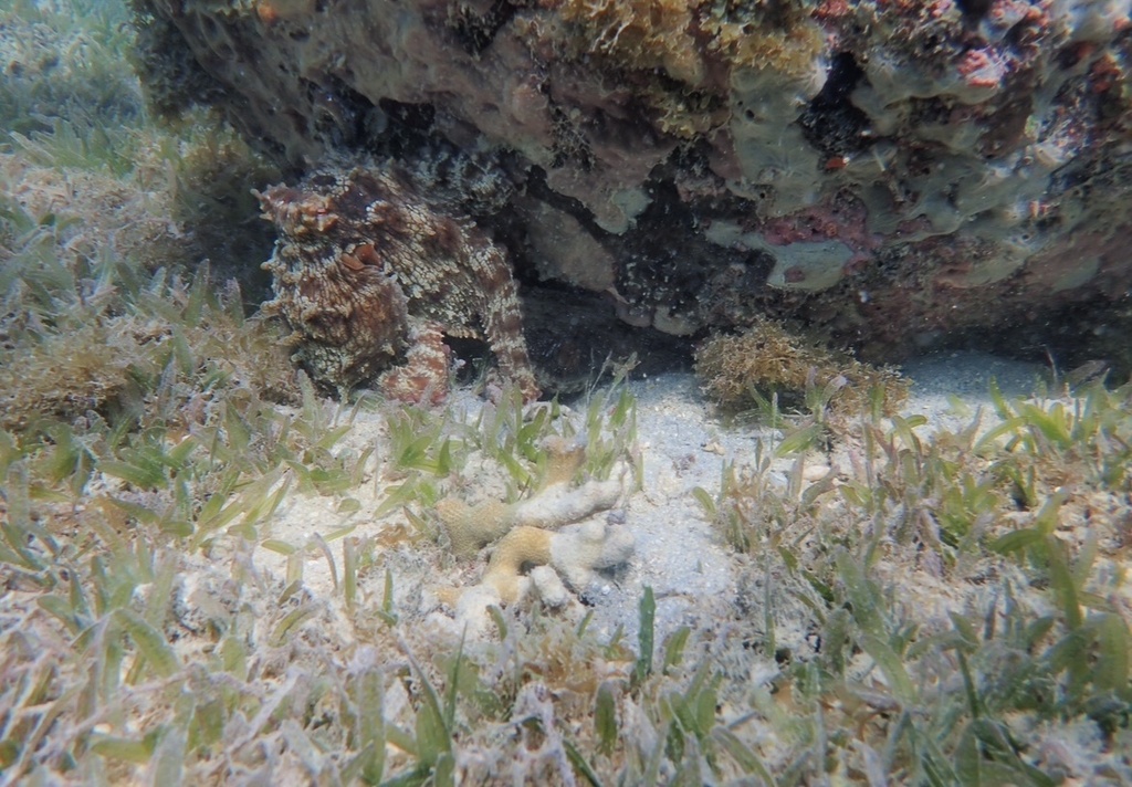 Brazilian Reef Octopus from Brewers Bay, United States Virgin Islands ...