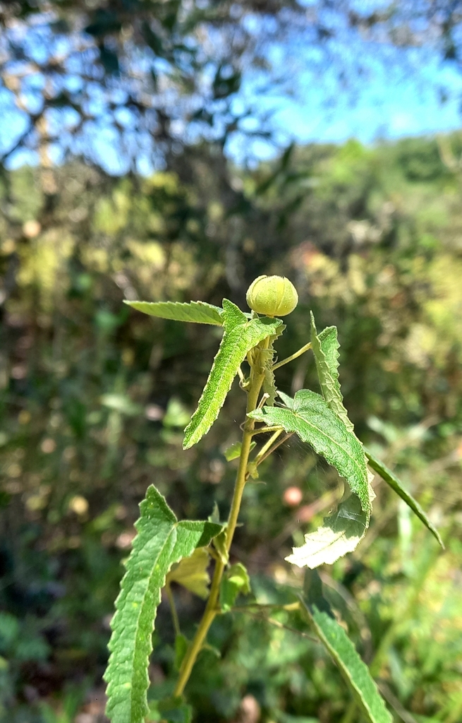 Pavonia aurigloba from Colón, Entre Ríos, Argentina on January 22, 2024 ...