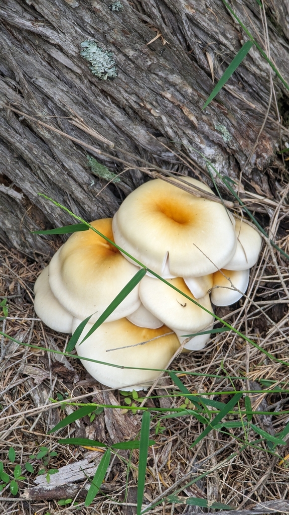 ghost fungus from Wallagoot NSW 2550, Australia on January 15, 2024 at ...