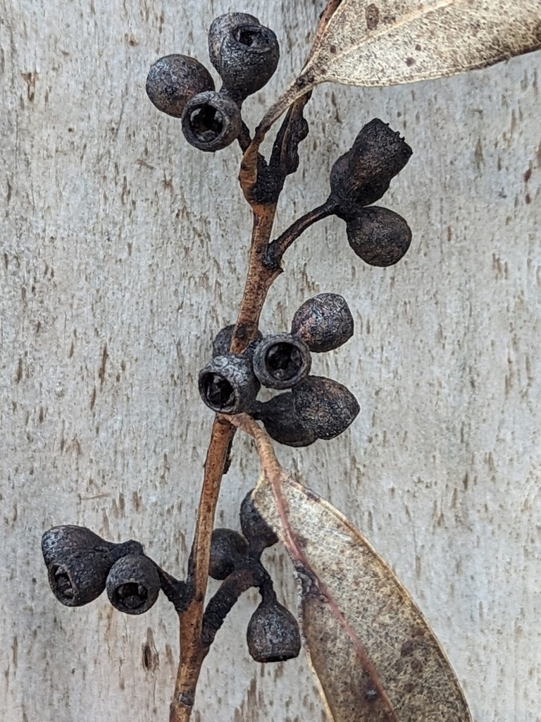 mountain grey gum from Kanimbla NSW 2790, Australia on January 21, 2024 ...