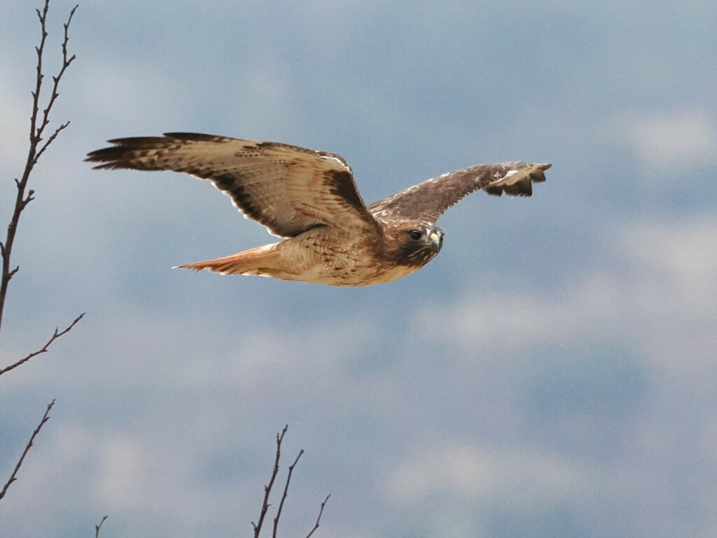 Western Red-tailed Hawk from Bob Wentz Park, 7144 Comanche Trail ...
