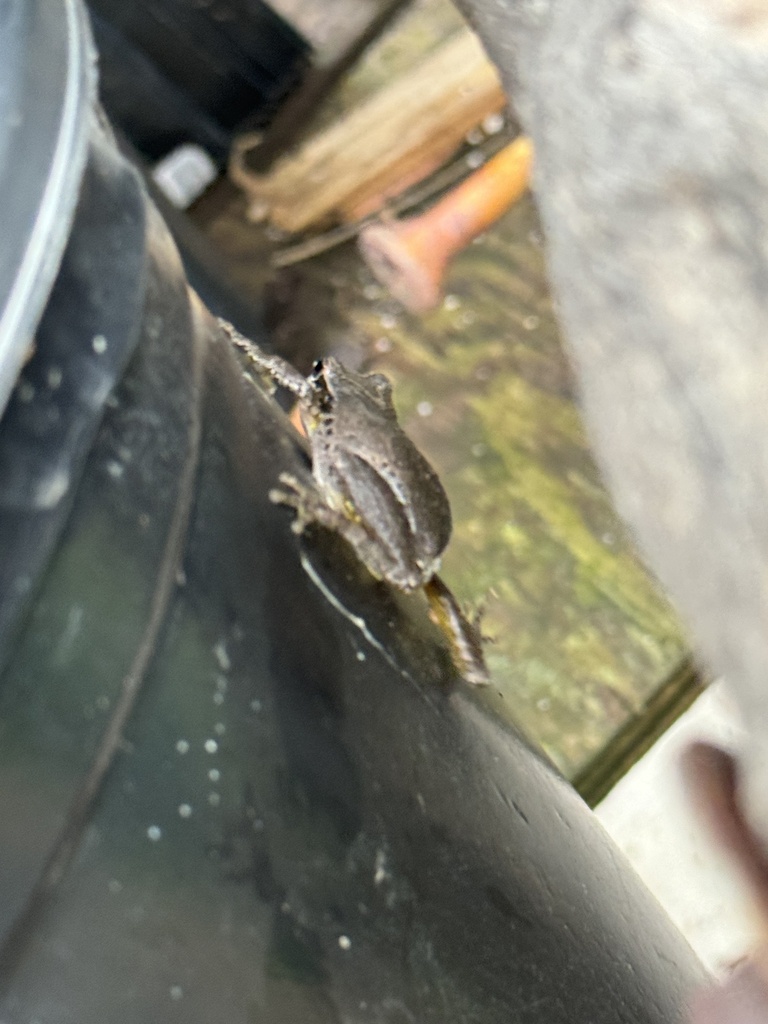 Baja California Tree Frog from North Ct, Encinitas, CA, US on January ...