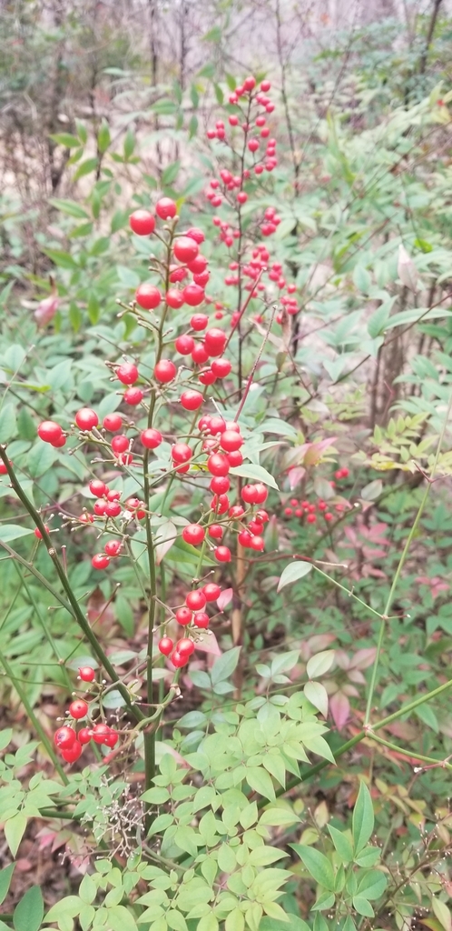 Heavenly bamboo from Barton Hills, Austin, TX, USA on January 21, 2024 ...