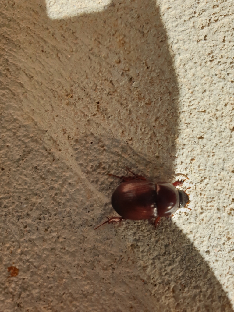 Scarabs from Wodonga VIC 3690, Australia on January 23, 2024 at 08:46 ...