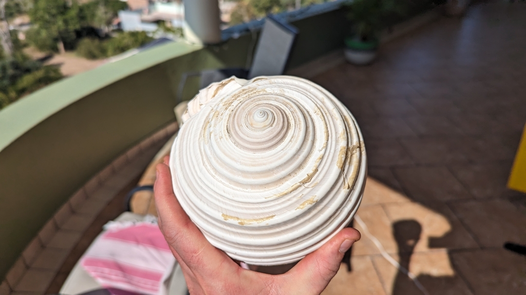 Grinning Tun Snail from Calle Cedros, 48898 La Manzanilla, Jal., Mexico ...