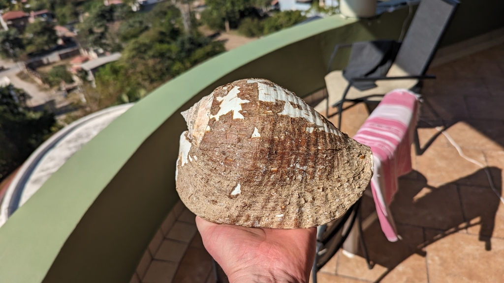 Eastern Pacific Giant Conch from Calle Cedros, 48898 La Manzanilla, Jal ...