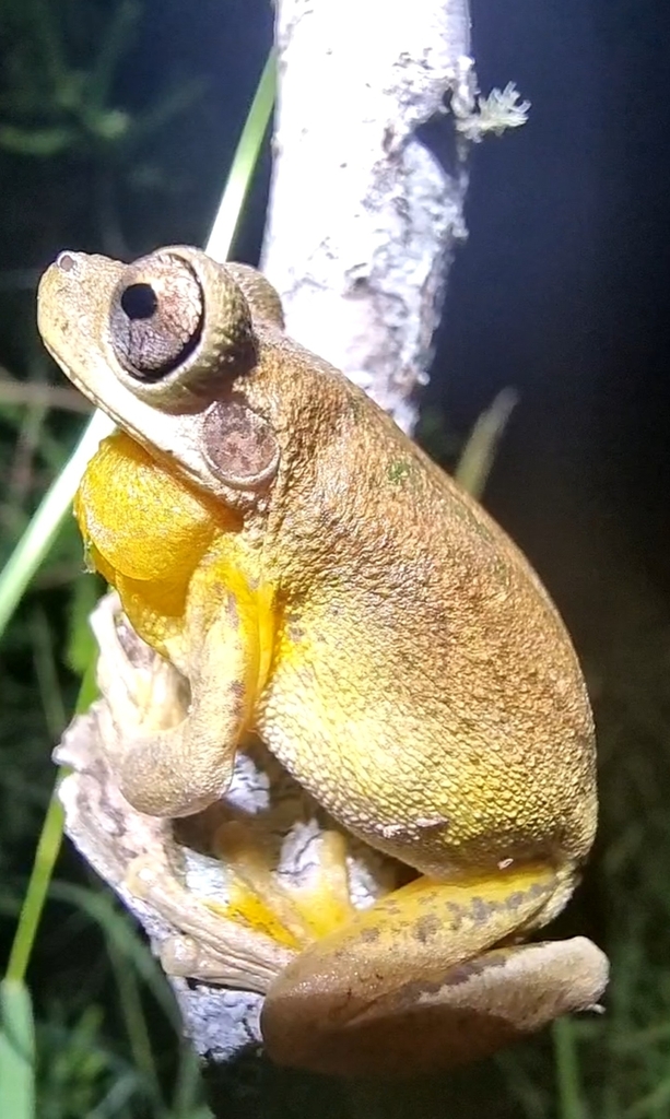 Tyler's Laughing Tree Frog from Byabarra NSW 2446, Australia on January ...