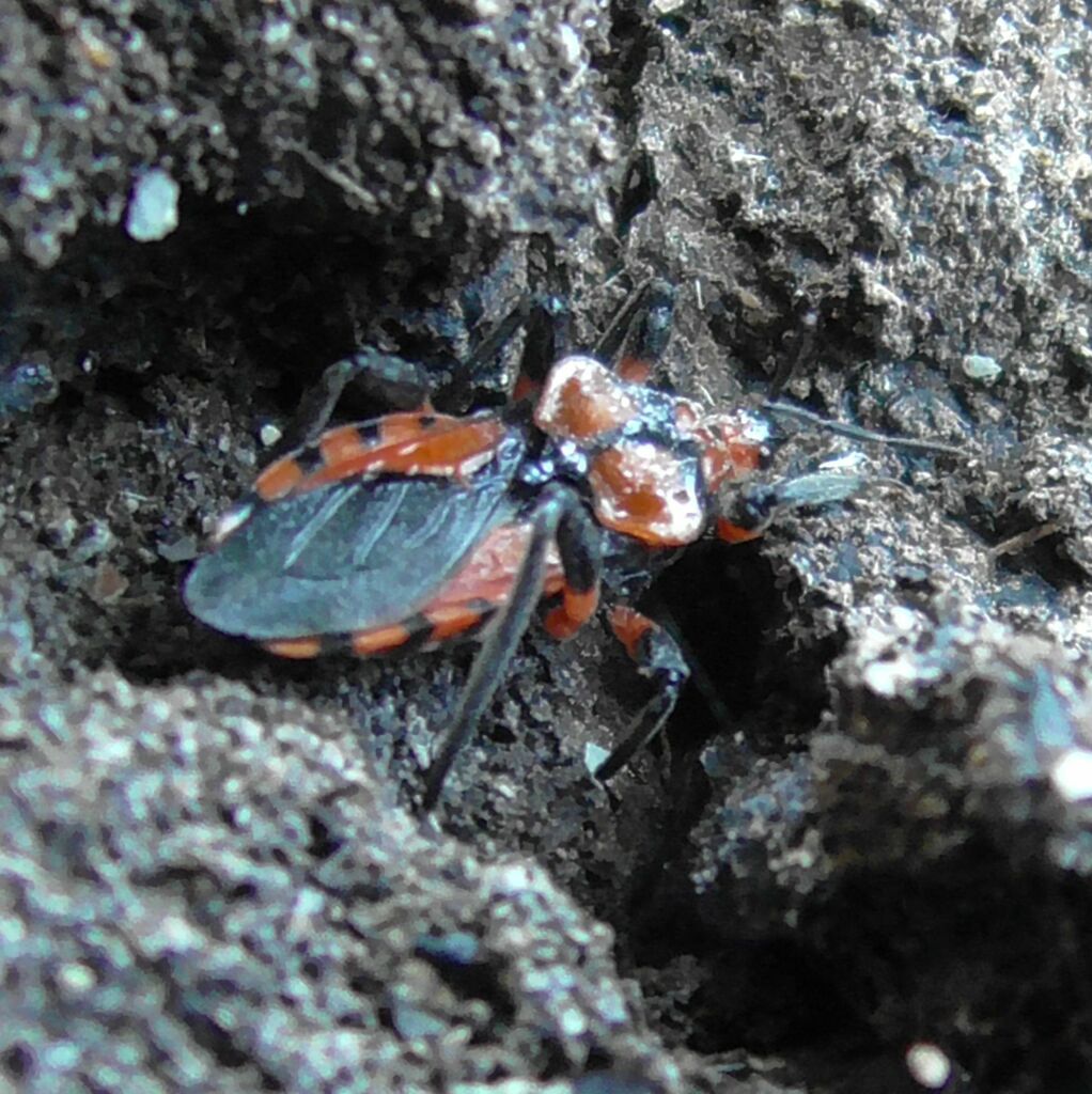Termite Assassin Bug from Watsonville QLD 4887, Australia on January 23 ...