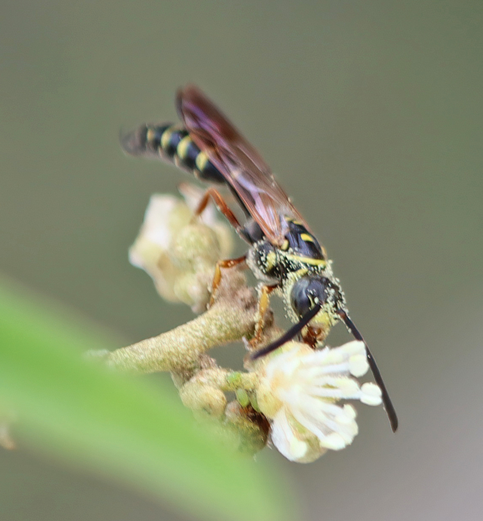 New World Banded Thynnid Wasps from Miami-Dade County, FL, USA on ...