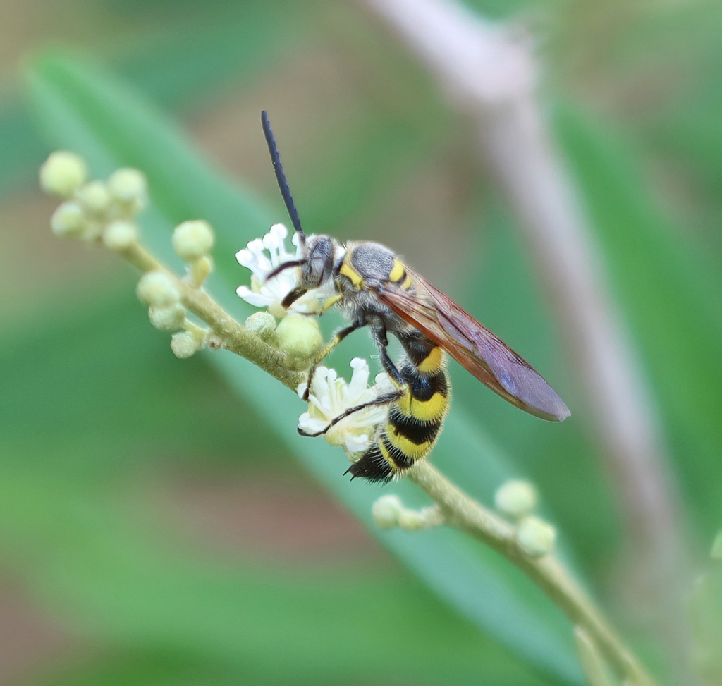 Three-banded Scoliid Wasp in January 2024 by Steve Collins · iNaturalist