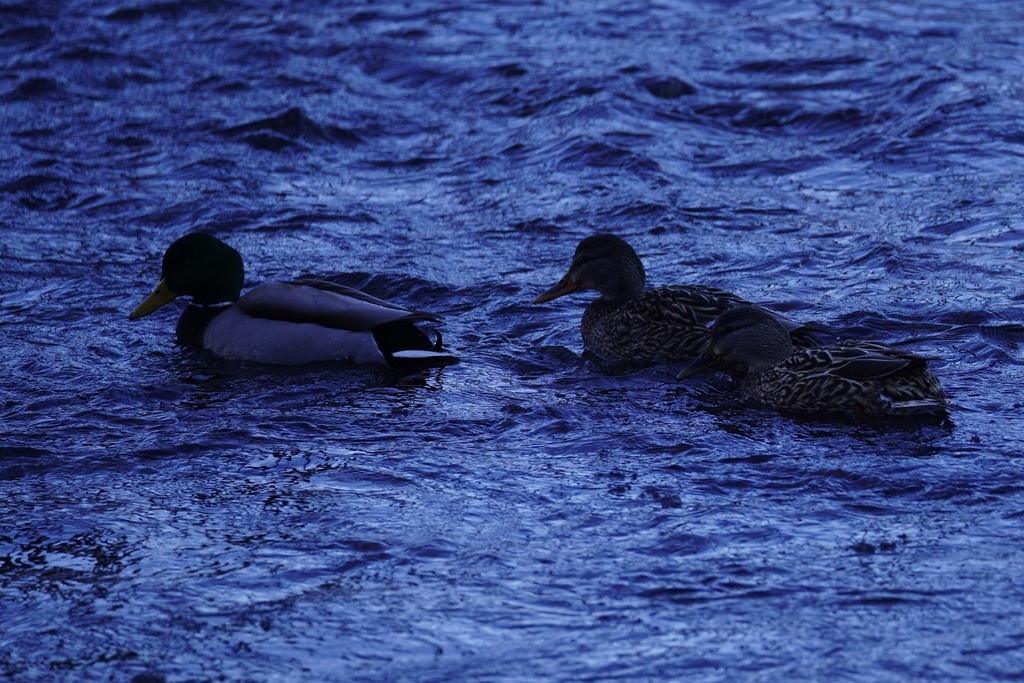 Mallard in January 2024 by Kyle Klotz · iNaturalist