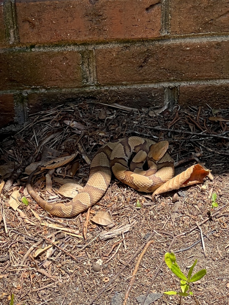 Eastern Copperhead from Lundin Links Ln, Charlotte, NC, US on June 13 ...