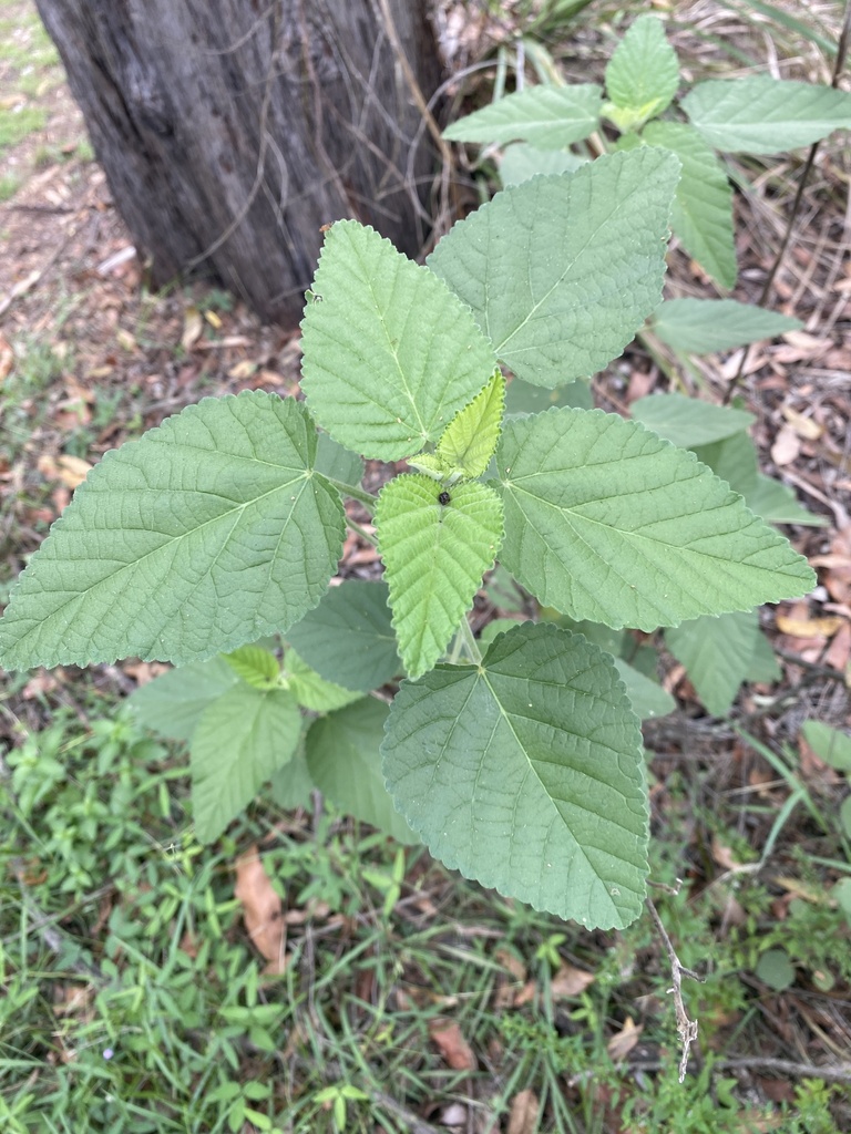 flannel weed from Peppermint Dr, Cashmere, QLD, AU on January 23, 2024 ...