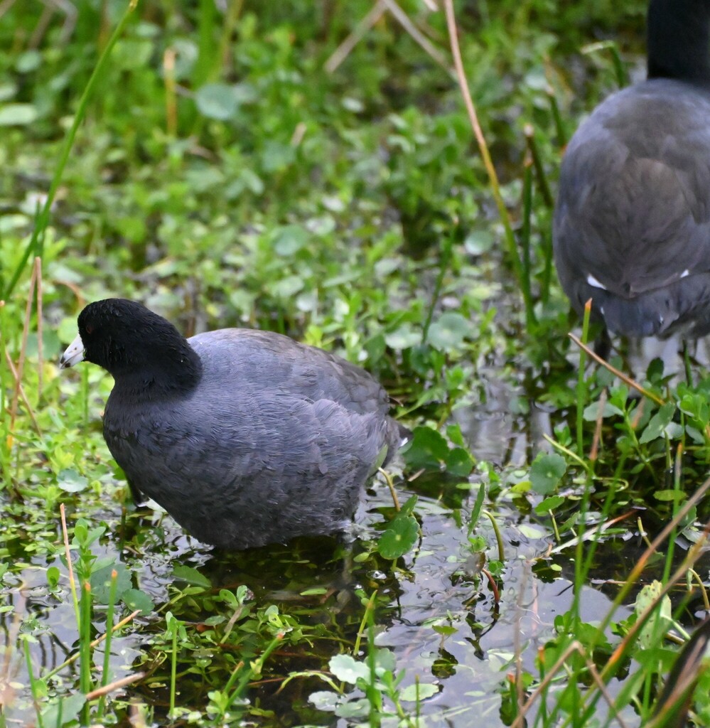 American Coot from Palm Beach County, FL, USA on January 18, 2024 at 03 ...