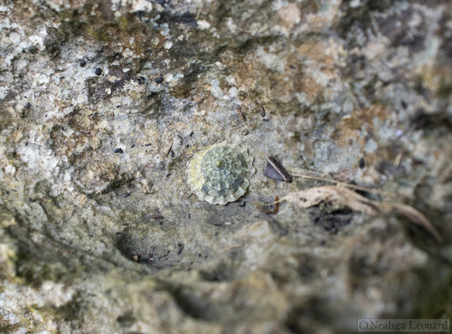 Genus Geotrochatella · iNaturalist