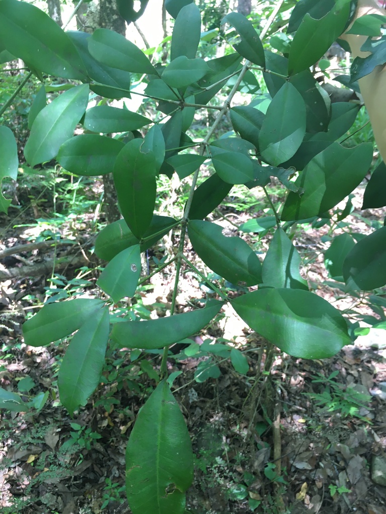 plants from Bellthorpe National Park, Bellthorpe, QLD, AU on January 22 ...