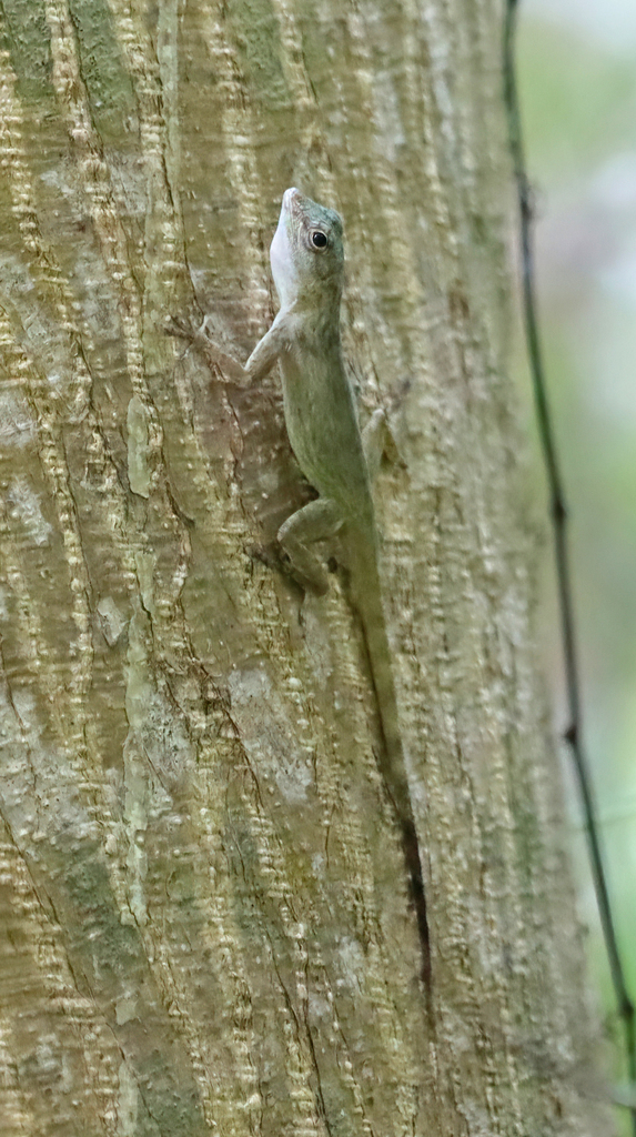 Bark Anole from Palmetto Bay, FL, USA on January 19, 2024 at 03:37 PM ...