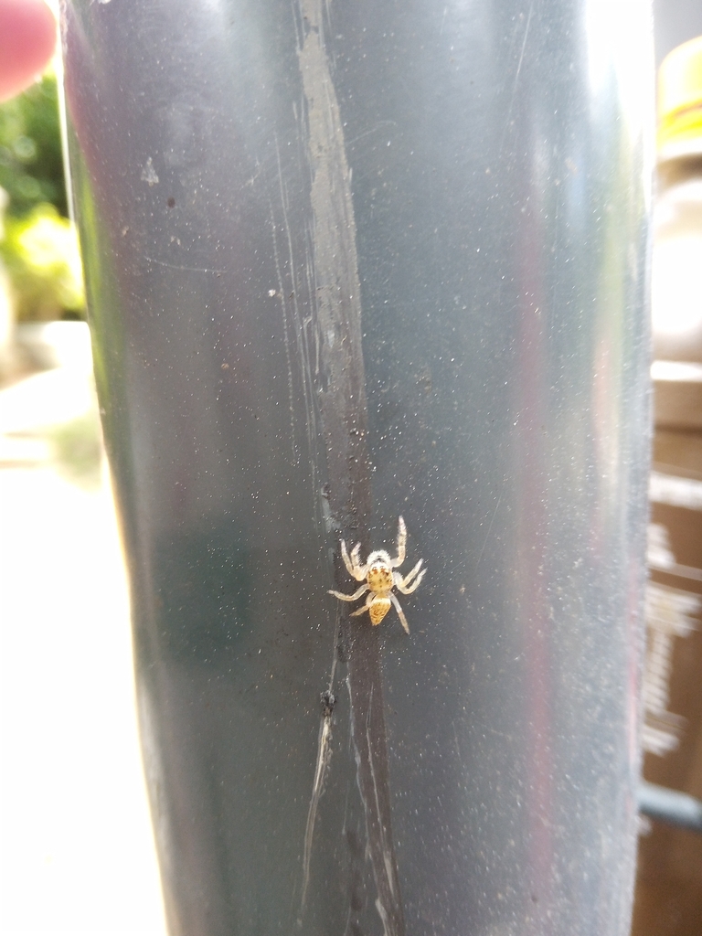 Garden Jumping Spiders from Mornington on January 23, 2024 at 02:02 PM ...