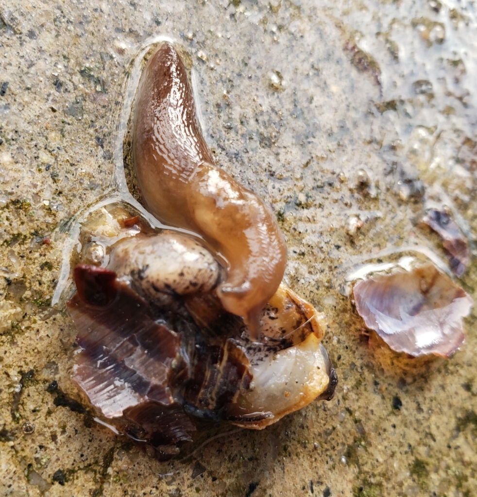 Striped Greenhouse Slug in January 2024 by the_naturalworld · iNaturalist