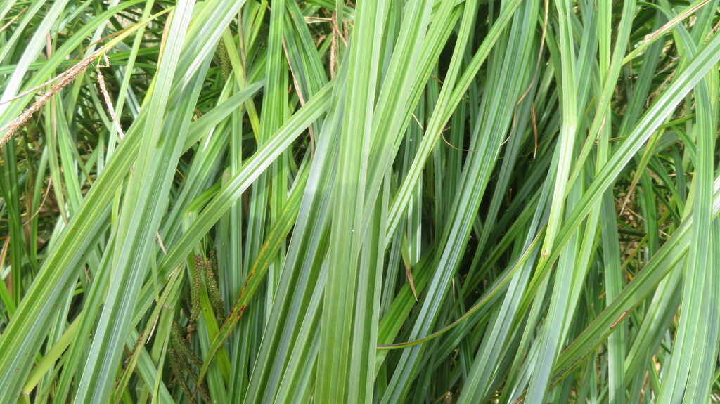 cutty grass from Gladstone, New Zealand on January 21, 2024 at 10:37 AM ...