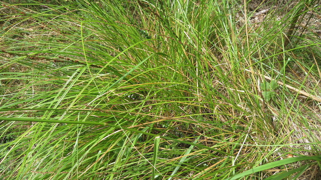 Pukio from Gladstone, New Zealand on January 21, 2024 at 10:45 AM by ...