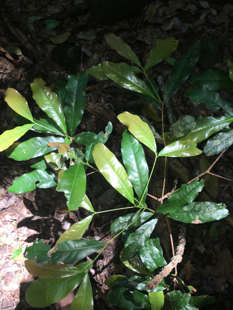 plants from Bellthorpe National Park, Bellthorpe, QLD, AU on January 22 ...