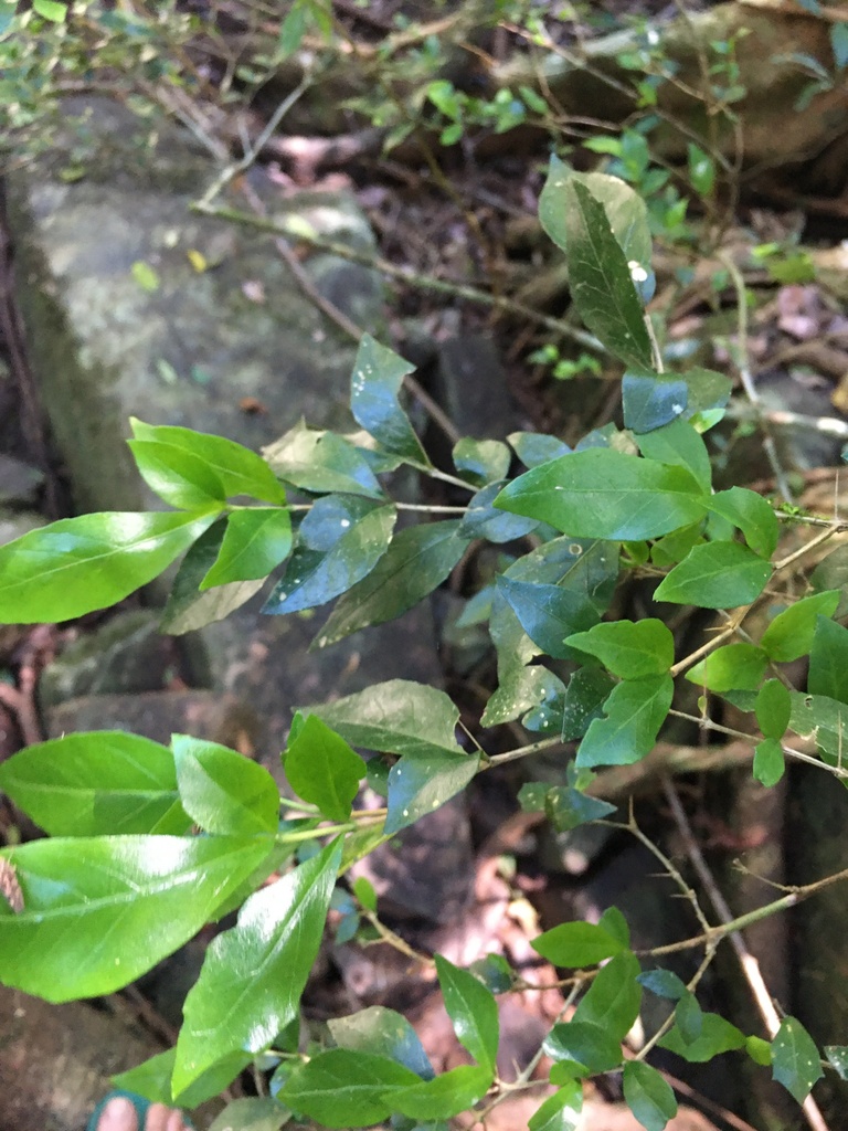 samford holly from Bellthorpe National Park, Bellthorpe, QLD, AU on ...
