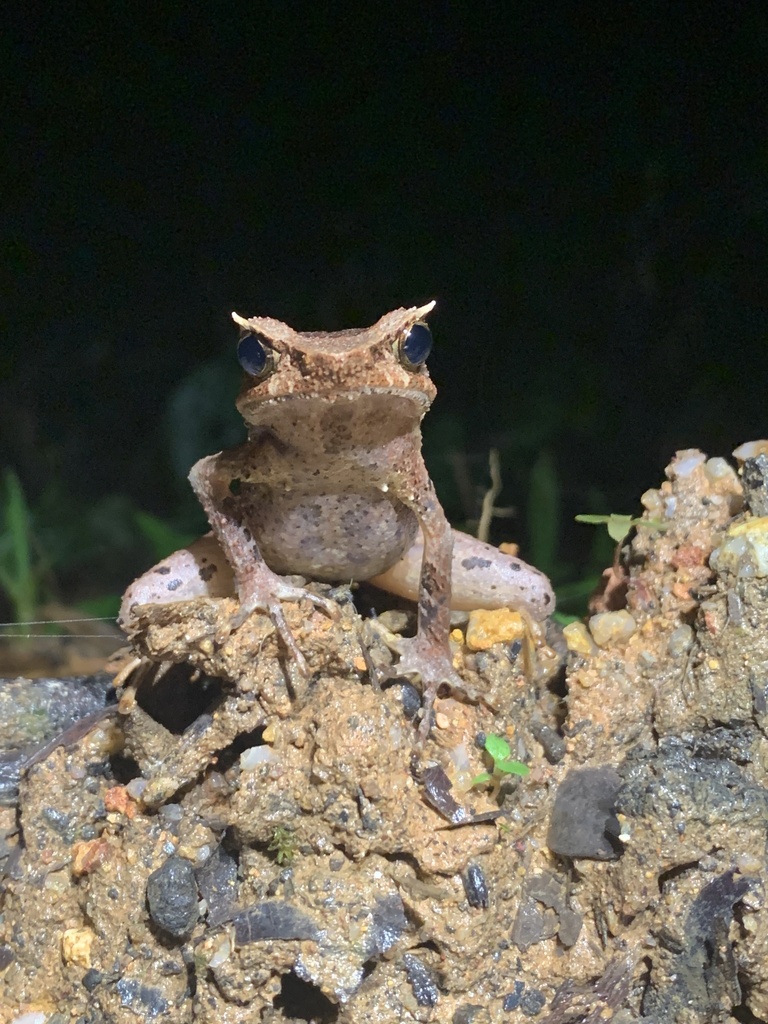Slender-legged Horned Frog in January 2024 by Marcus Lucassen and Rikke ...