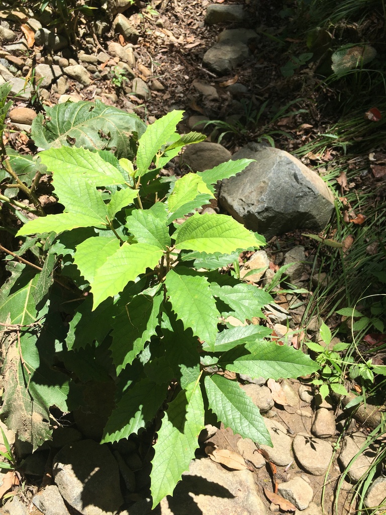 white beech from Bellthorpe National Park, Bellthorpe, QLD, AU on ...