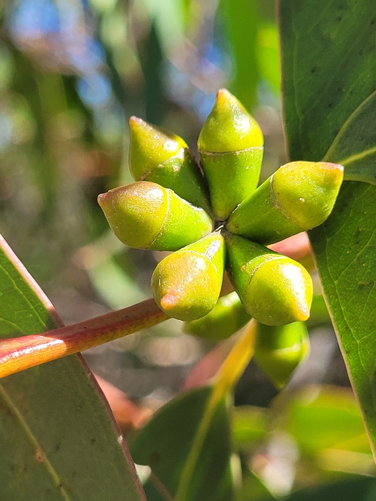 Long-leaved Box from Nurcoung VIC 3401, Australia on January 23, 2024 ...
