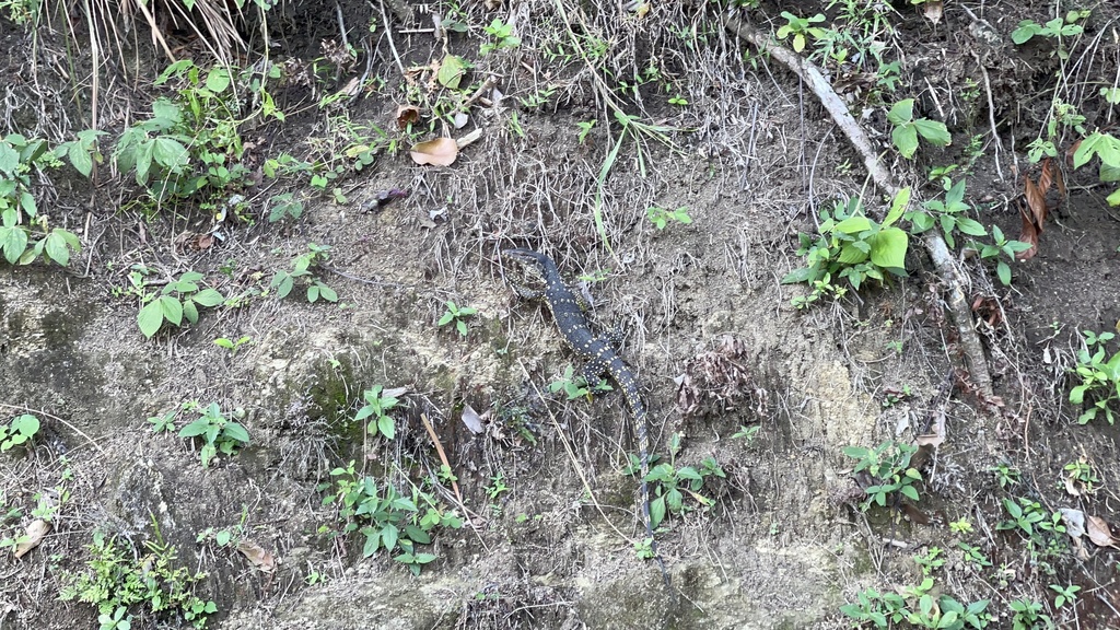 Marbled Water Monitor from Luzon, Lobo, Batangas, PH on January 17 ...