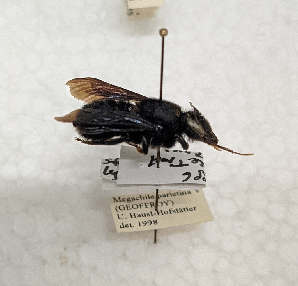 Black Mud Bee from Mariatrost, Graz, Österreich on June 8, 1996 at 01: ...