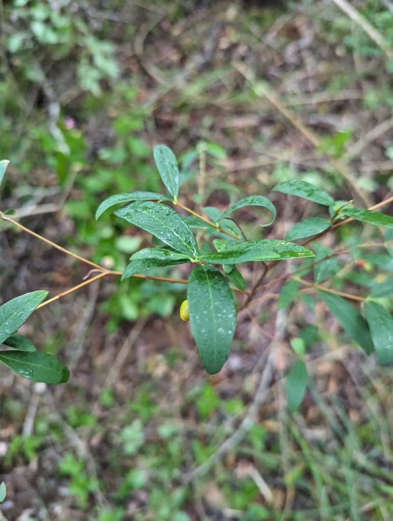 Bootlace Plant from Mount Mellum QLD 4550, Australia on January 23 ...
