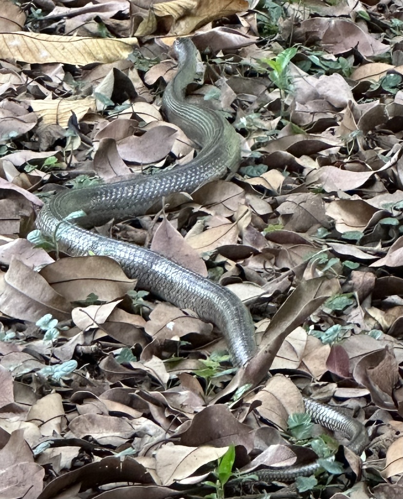 Oriental Rat Snake from K.F.G. & G. Korale, LK-KY, LK on January 14 ...
