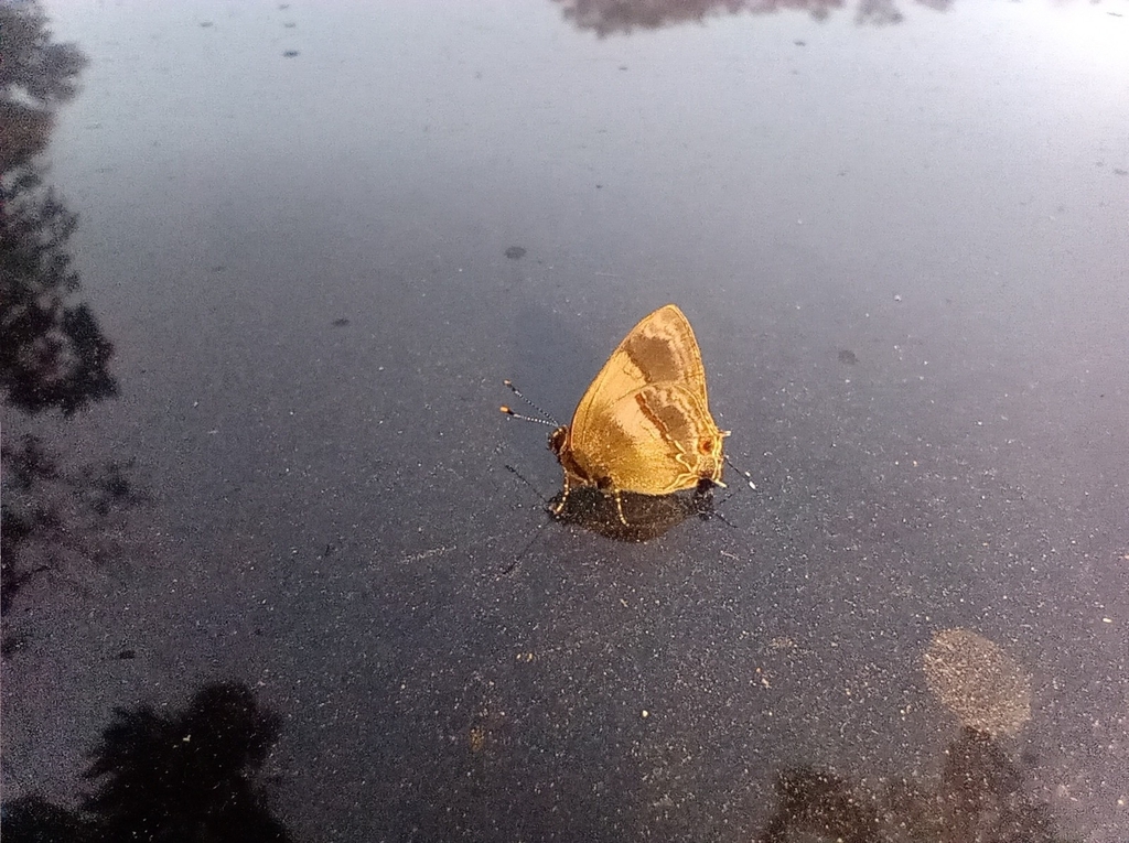 Lamprospilus collucia from PQMM+FW9, Mejicanos, El Salvador on January ...