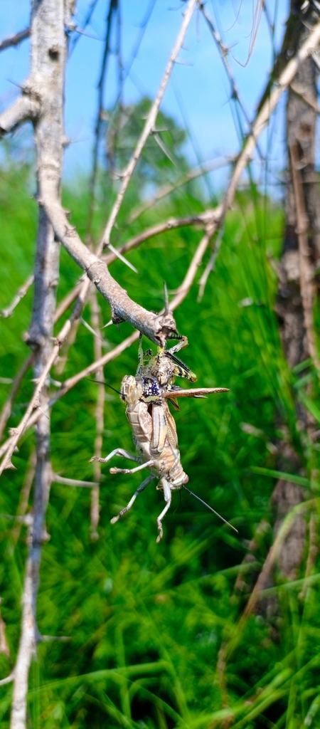Sudan tree locust from Mkange, Tanzania on January 23, 2024 at 10:40 AM ...