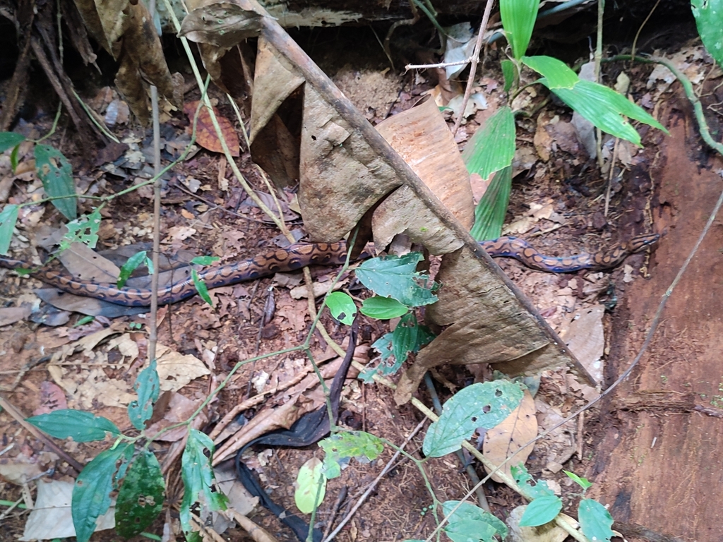 Western Rainbow Boa from Santos Mercado, Bolivia on January 2, 2024 at ...