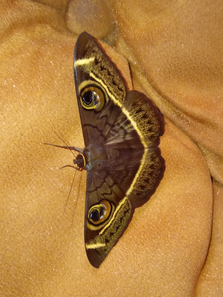 Creamstriped Owl from Phiring, South Africa on January 21, 2024 at 11: ...