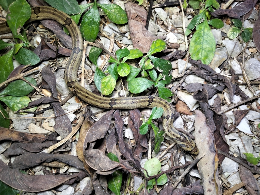 Small-banded Kukri Snake from Ban Paen Subdistrict, Mueang Lamphun ...