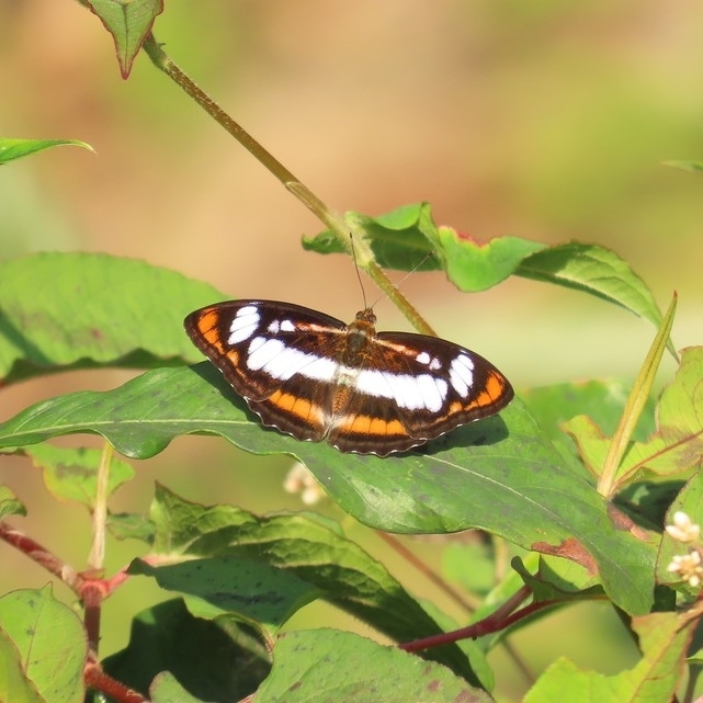 Athyma from Naharkatia, Assam, India on January 17, 2024 at 10:38 AM by ...